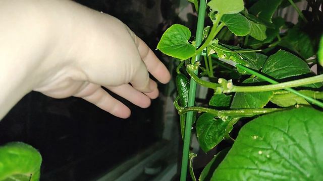 И снова Трюкач и Крош