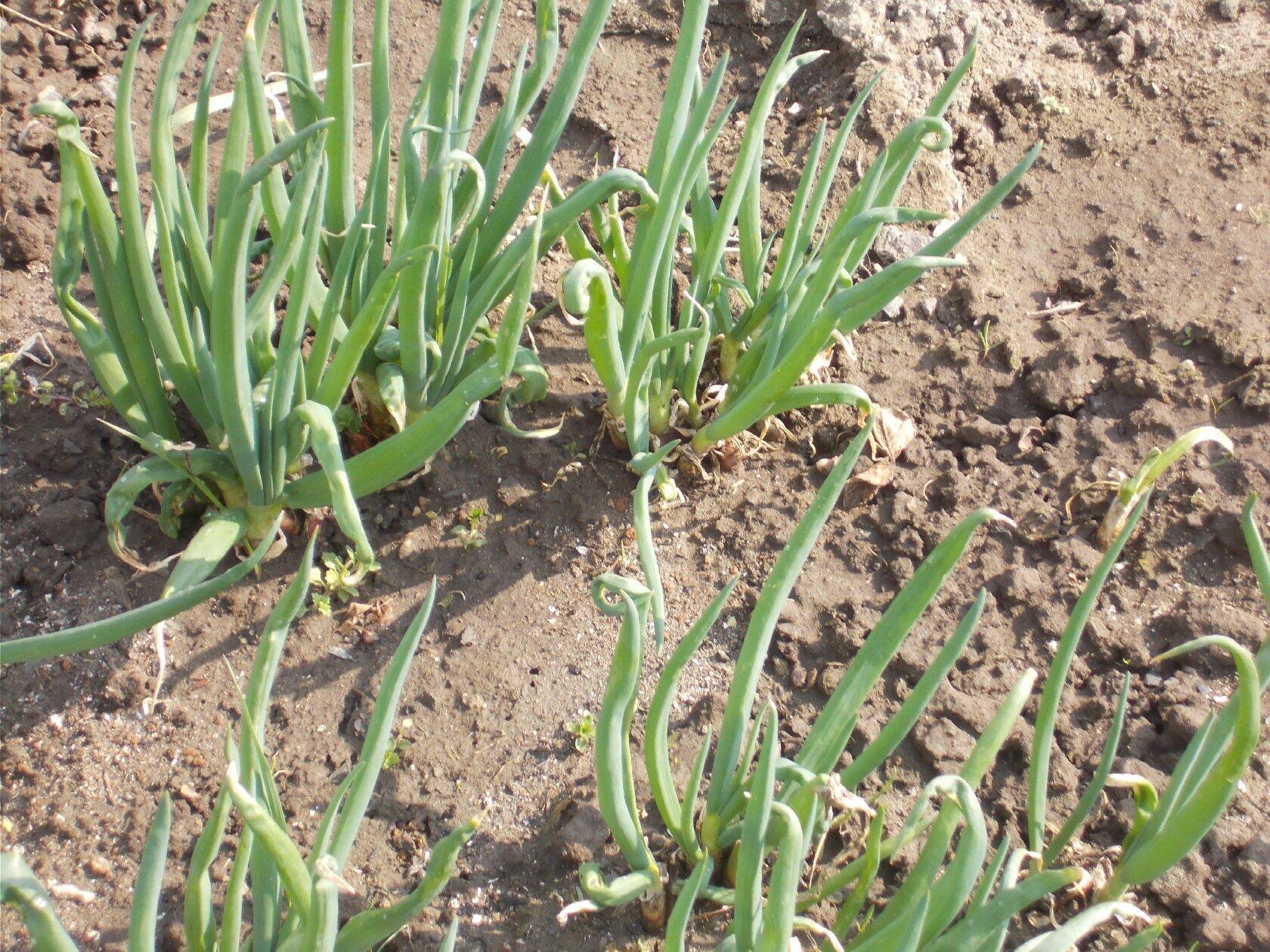 DSCF0001 Мой огород осень 2021.mp4