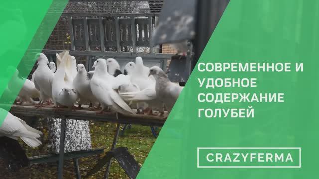 Любовь и голуби в новой голубятне!