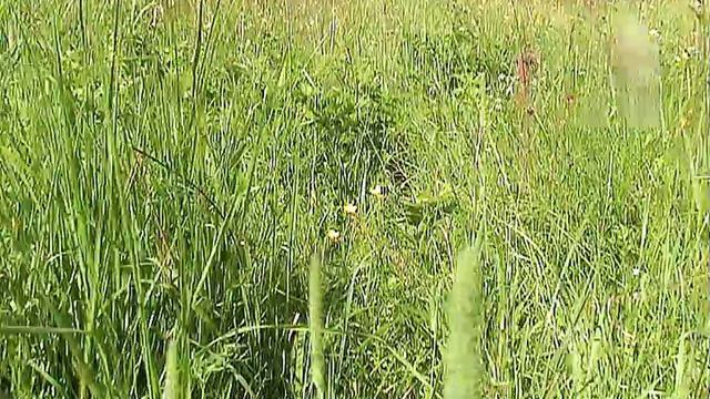 Сообщества 1 Четыре вида