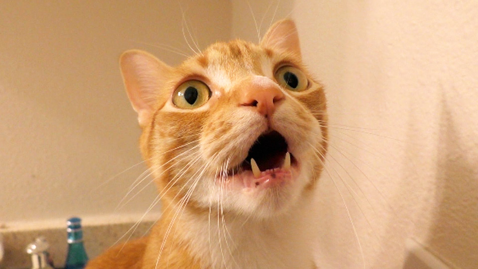 Смешные животные, Смешные коты и собаки, Лучшие приколы с животными