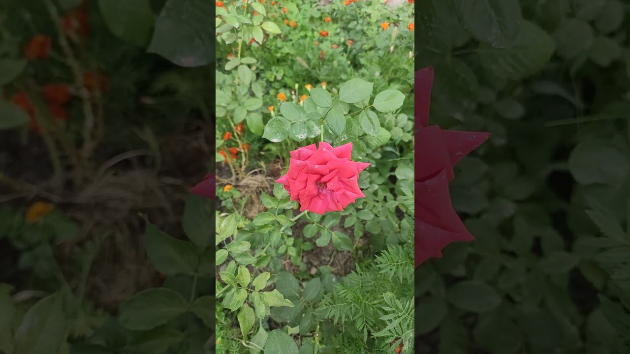 подскажите пожалуйста название этой розы