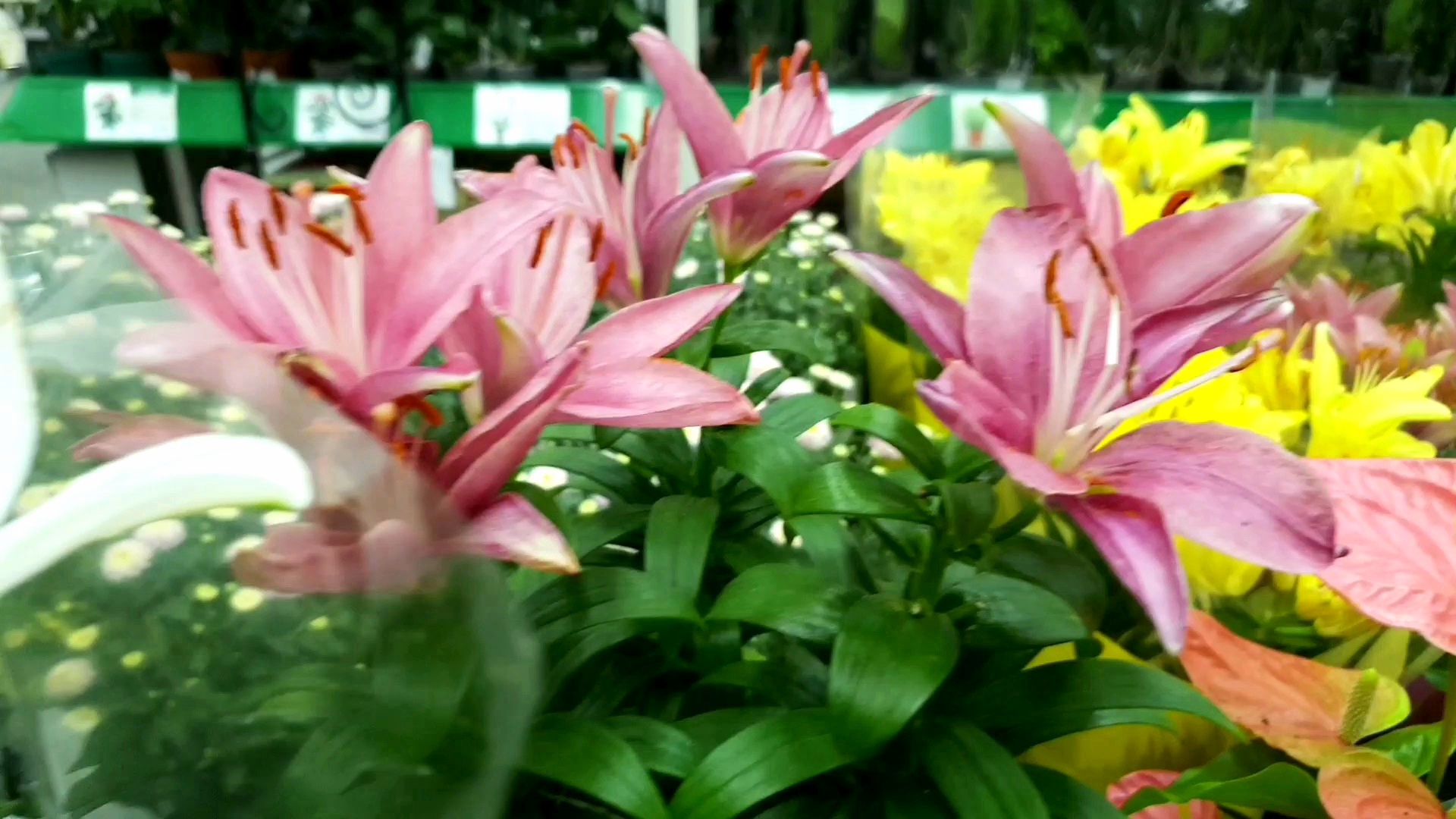 ?БАУЦЕНТР?НОВЫЕ ЦВЕТОЧКИ??