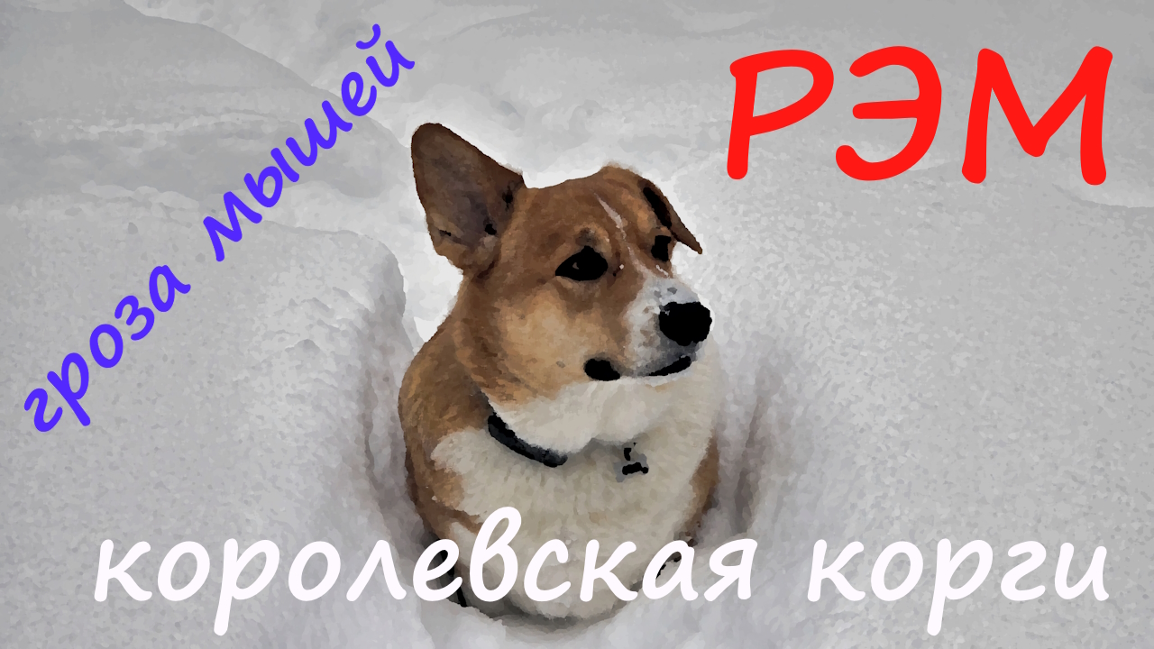 Корги ловит мышей