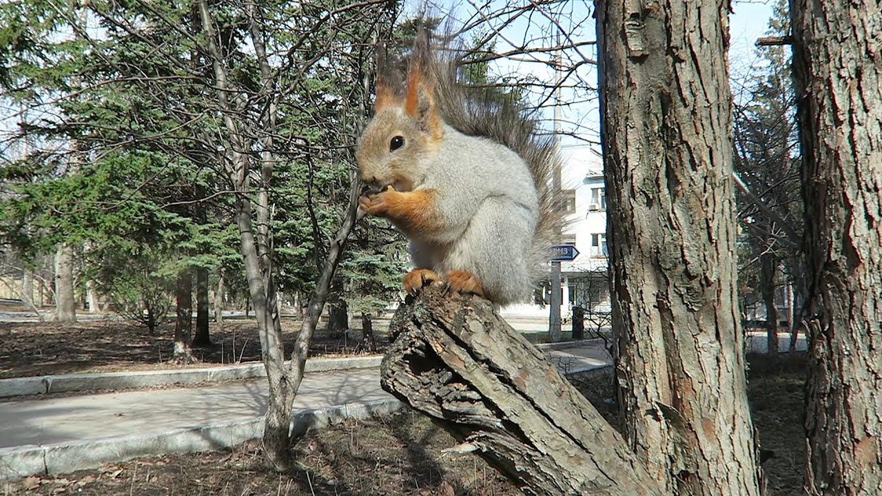 Белочки (2.04.2023)