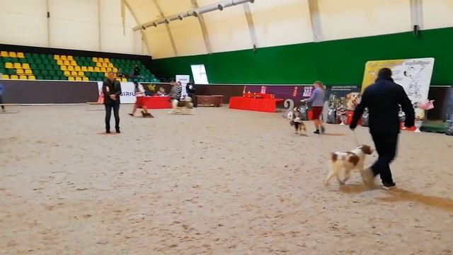 20-03-21 Выставка собак ЧРКФ "Весенний Фестиваль-2021" г.Таганрог,  ринг легавых - Эпаньоль Бретон.