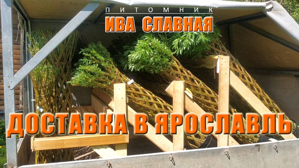 Ива Славная: Доставка в Ярославль (23.05.2024)