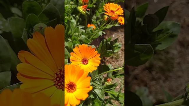 Календуда.mp4