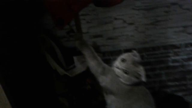 Котенок зацепился за куртку