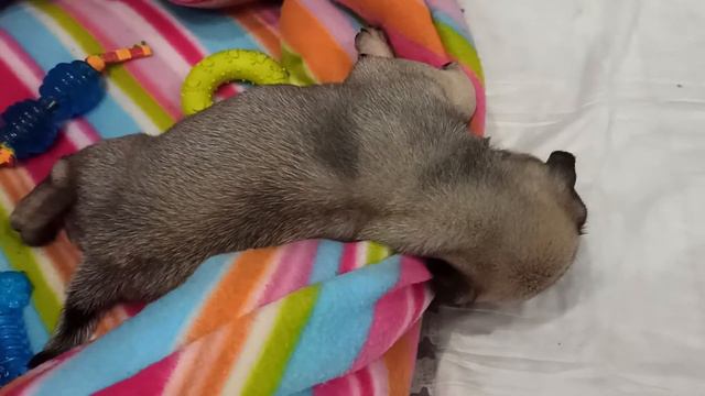 Когда Оливье был маленький