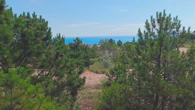 Шикарный сосновый лес прямо в городе Феодосия. "Ужасные" Очистные