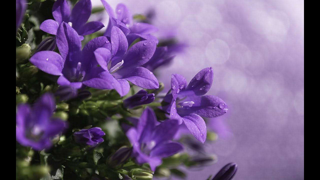 Колокольчик  скученный. Выращивание из семян.