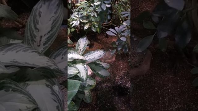 Джунгли в Океанариуме