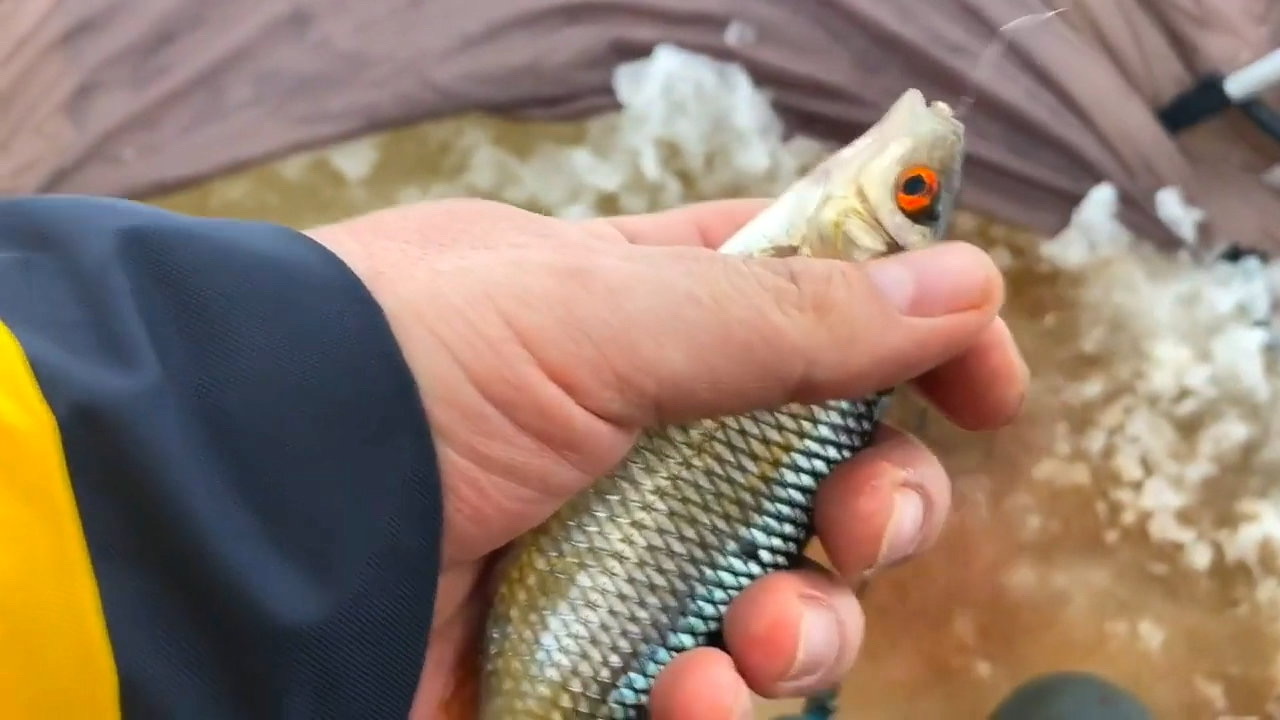 ПЛОТВА НА МОРМЫШКУ