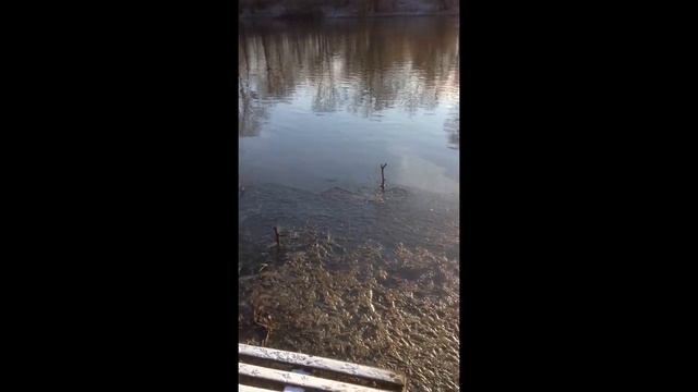 #ОреховоЗуево мусор оставленный рыбаками #139.mp4