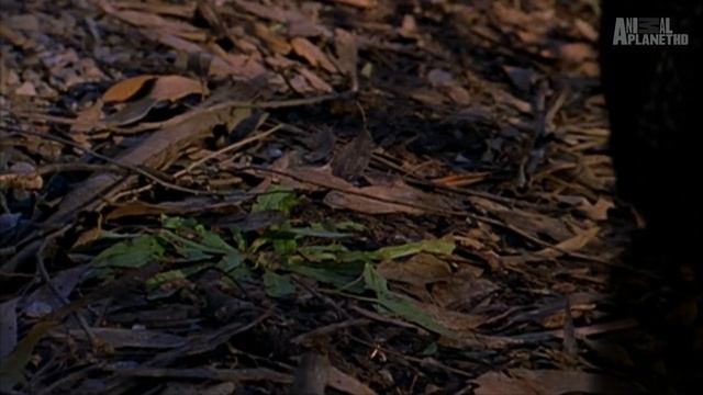 Земля динозавров 2 серия «Юрский период: Настоящий парк Юрского периода» (документальный сериал, 199