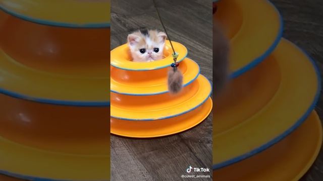 котята, кошки, милота, милашки, kitten, cat?