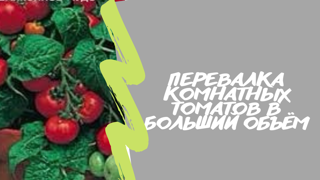 Перевалка комнатных томатов ? в больший объём.