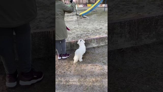 Наш пёс Луи