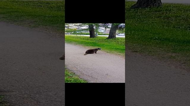 ПАВЛОВСКИЙ ПАРК ПАВЛОВСК ПРИРОДА ЛЕС ЛЕТО ВЕСНА ЗЕЛЕНЬ СВЕЖЕСТЬ