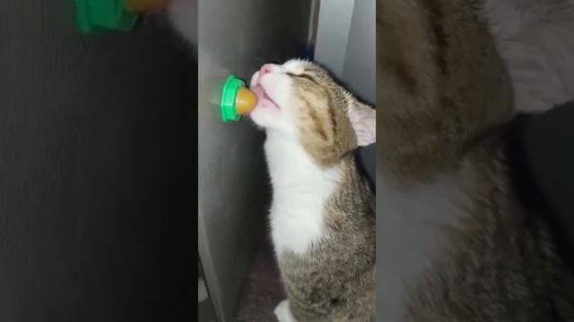 НАКА?Леденец для котика