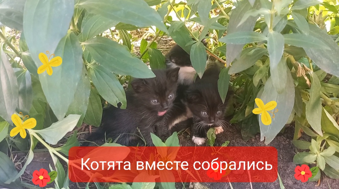Котята все вместе собрались.
