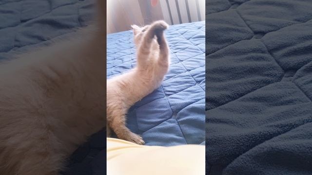Мяу! Усака-кусака?
#shorts #кокос #котики