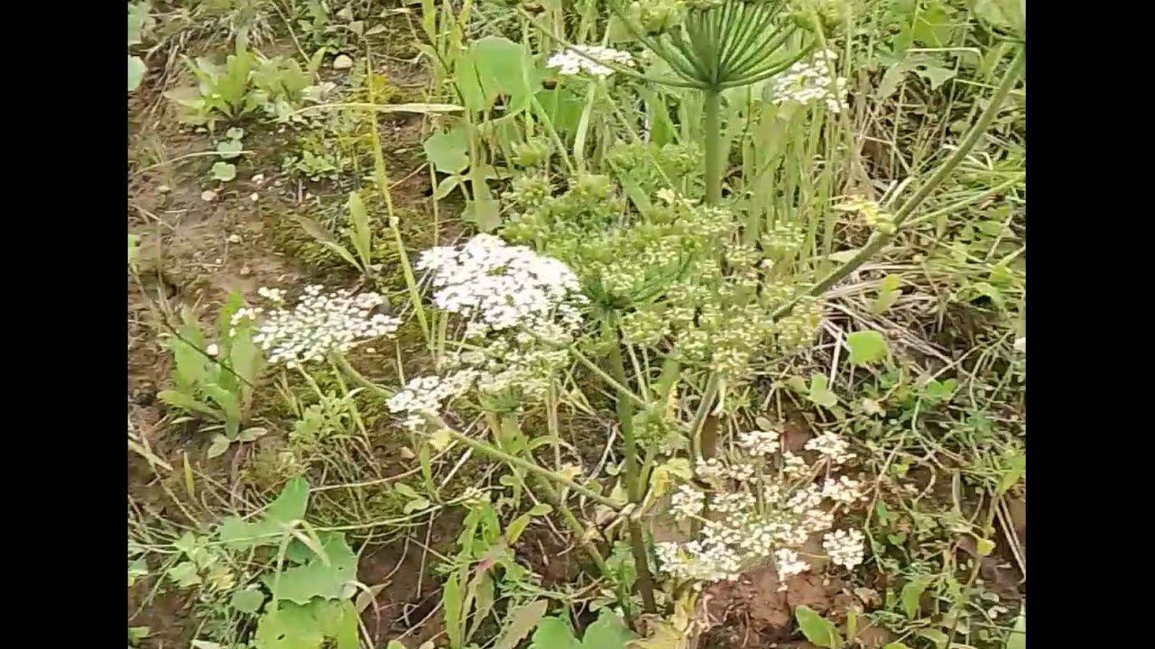 Оставляйте палки у одиночных борщевиков