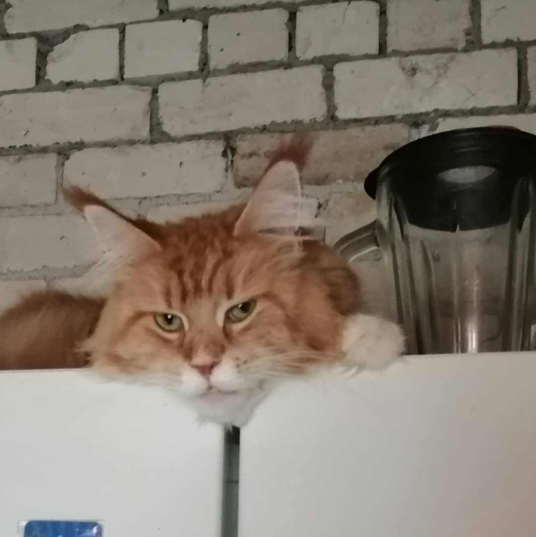 Послеоперационные рекомендации. Советы ветеринара.