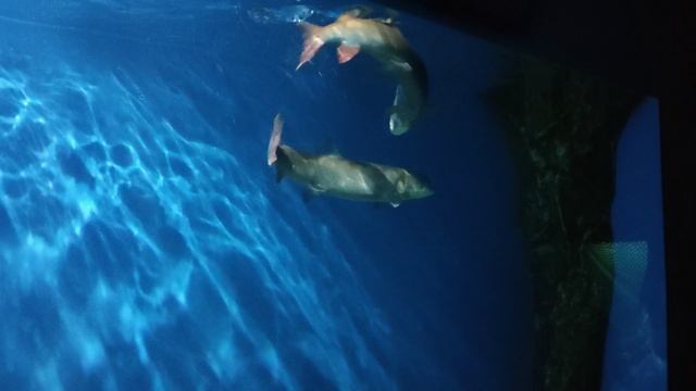 Листвянка.Байкальский Музей.Таймень.