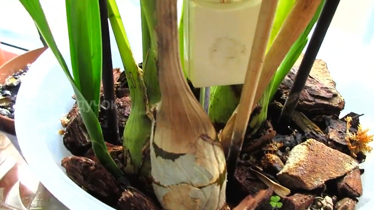 Орхидея цимбидиум зимовала на балконе. Ей очень понравилось..mp4