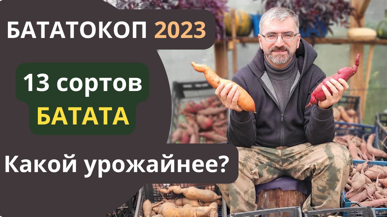Копаем батат. Урожай батата 13 сортов. Бататокоп 2023
