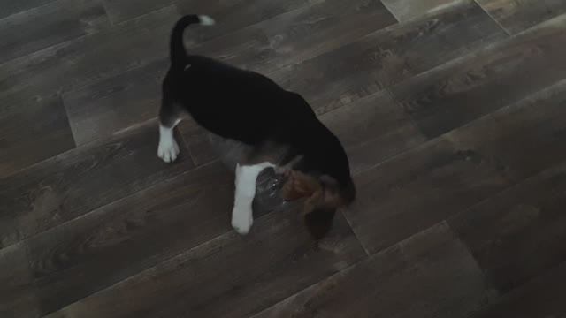 Бигль Савва - 4 месяца