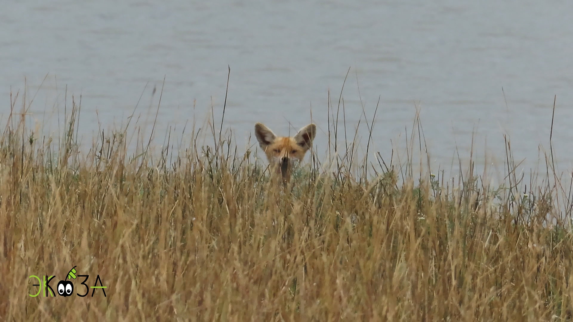 Лиса и птицы. Ширококлювка, пеганка, цапли соревнуются, перевозчики, турухтан, трясогузка желтая