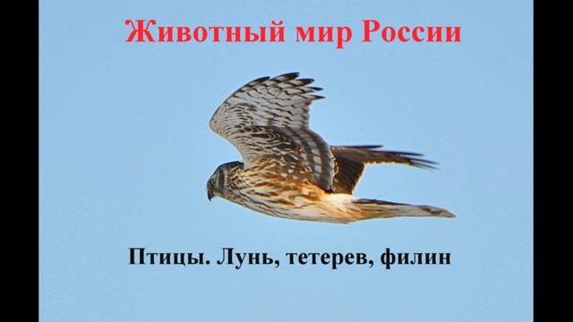 Птицы. Лунь,тетерев,филин