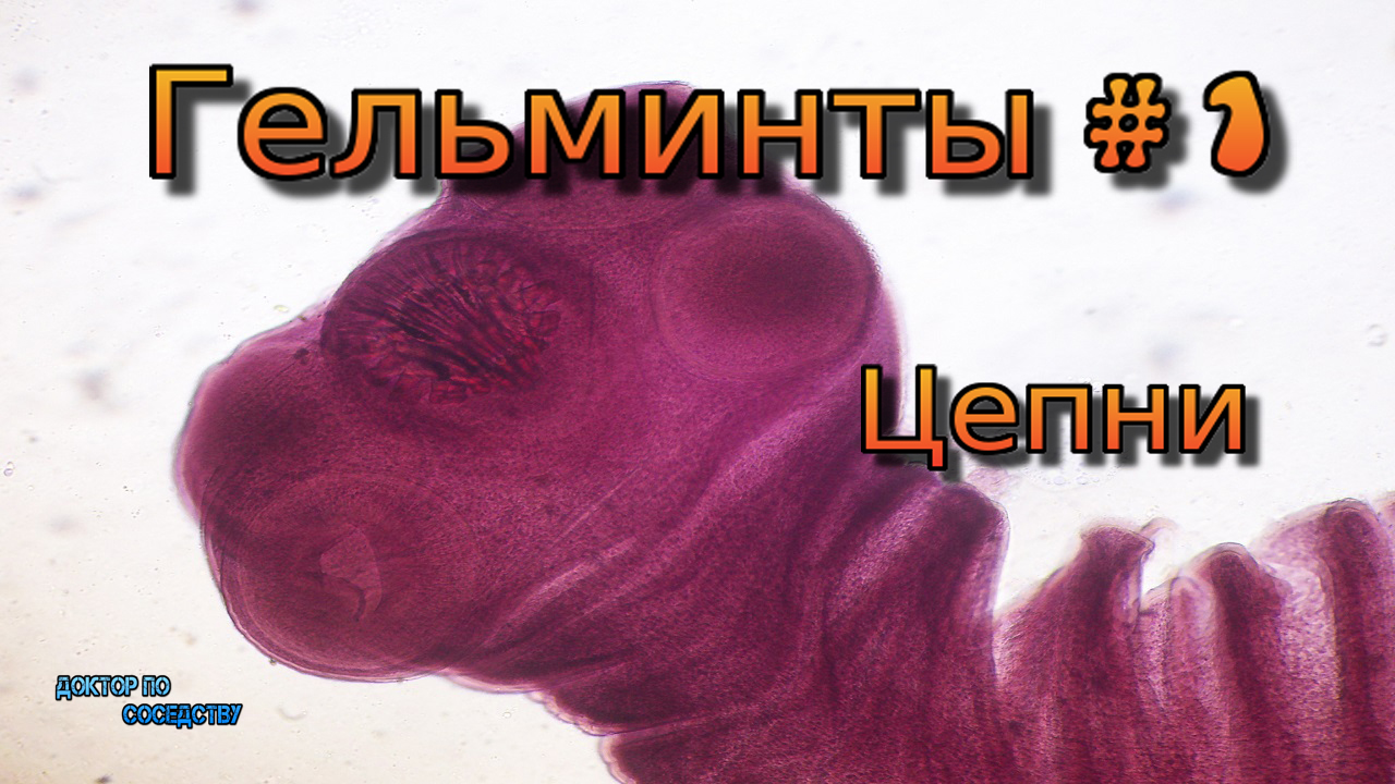 Гельминты #1. Цепни. Доктор по соседству.