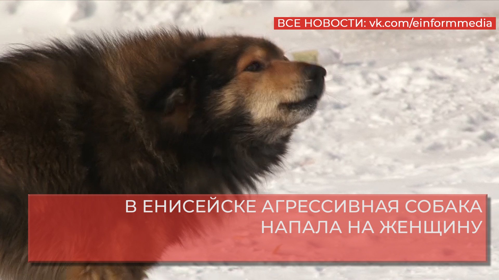 В ЕНИСЕЙСКЕ АГРЕССИВНАЯ СОБАКА НАПАЛА НА ЖЕНЩИНУ.mp4