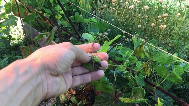 Проблемный виноград. Обзор винограда 1 июля 2023