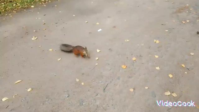 Павловск. Привет от прекрасной осена