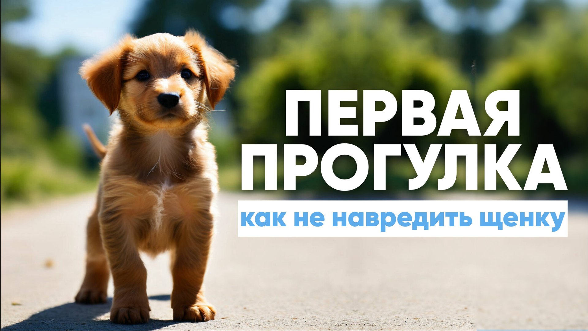 Первая прогулка🐶 Как подготовить ЩЕНКА к первому выходу на улицу? ВАЖНЫЕ ПУНКТЫ❗️