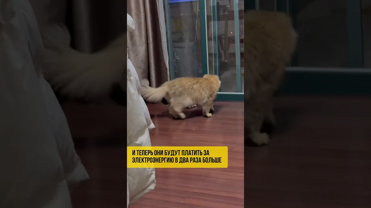 КАК НЕ ПЛАТИТЬ БОЛЬШЕ ЗА ЭЛЕКТРОЭНЕРГИЮ? #строительство #ппу #пенополиуретан #проект #тепловизор