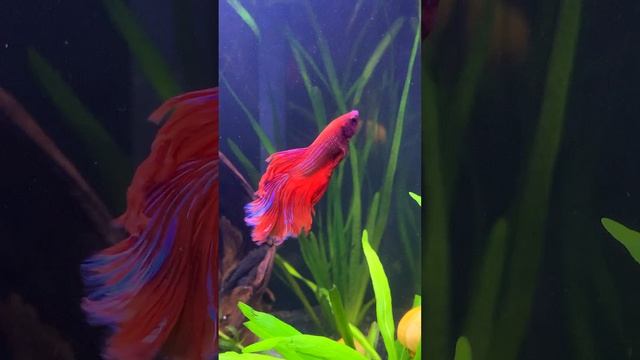 Сиамский аквариумный петушок