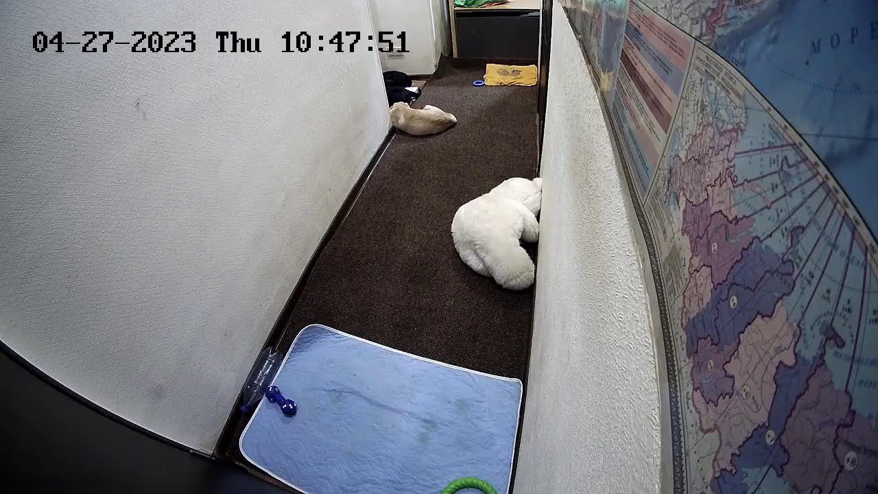 Щенки Лабрадора / ПРОДАЮТСЯ / НОВОСИБИРСК/ SHATSKIKH`S DOGS / 8-962-831-94-91/ Labrador puppies sale