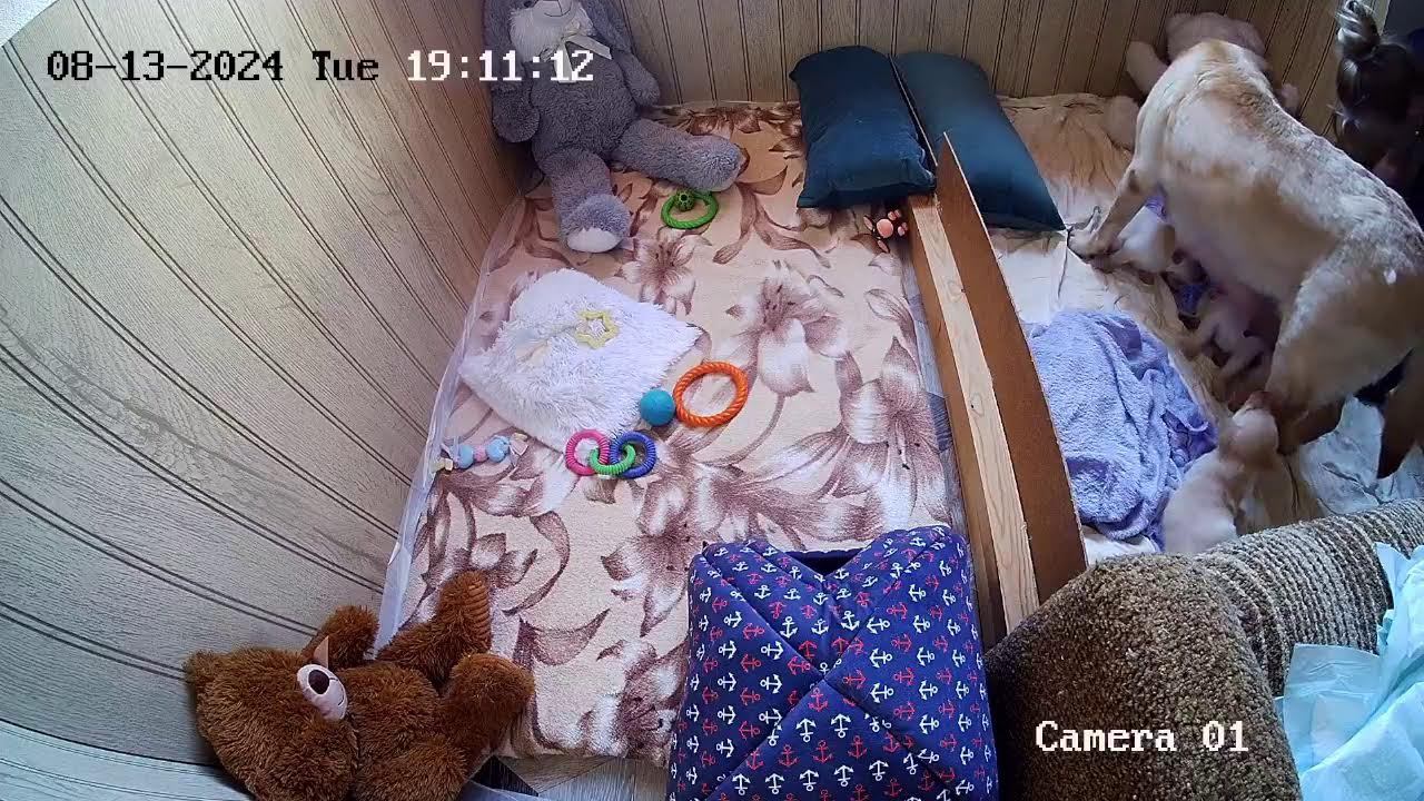 Щенки Лабрадора / ПРОДАЮТСЯ / НОВОСИБИРСК/ SHATSKIKH`S DOGS / 8-962-831-94-91/ Labrador puppies sale