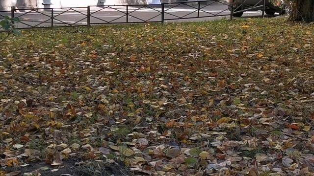 Сова у метро Автово. Санкт Петербург