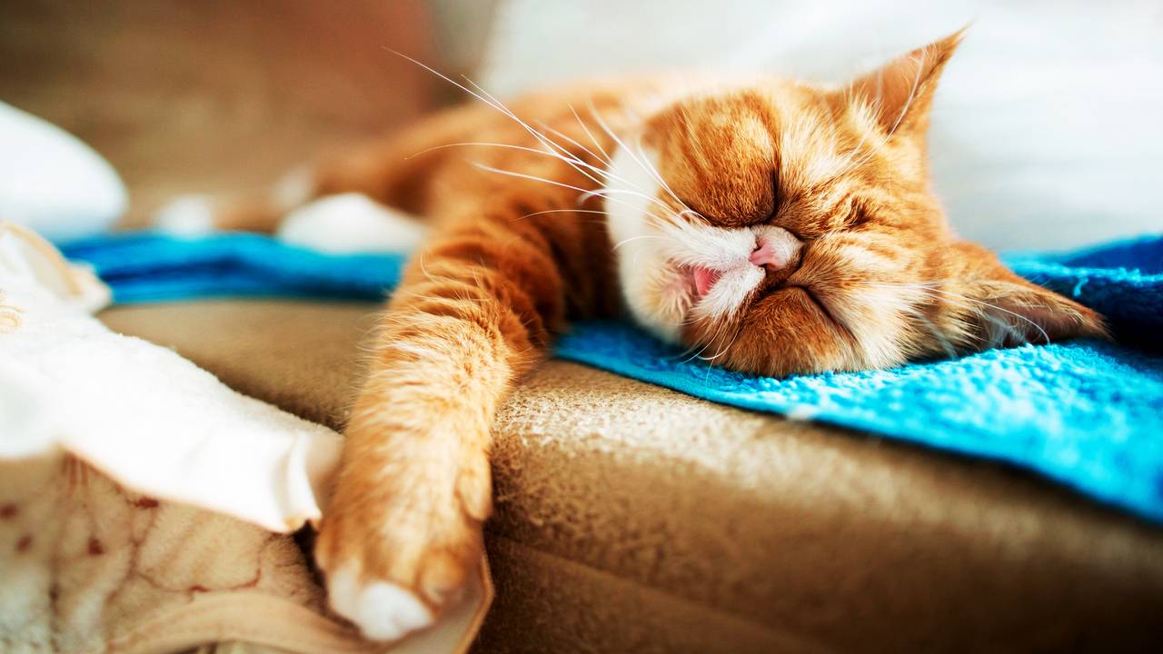 20 августа 2024 года - Всемирный день лени,