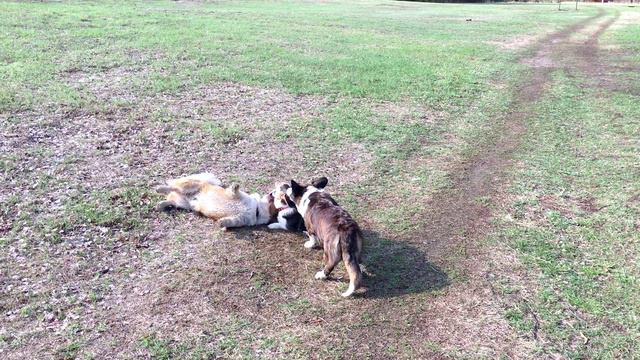 Лаврик с друзьями на прогулке. Собачьи мимимишки. Май 2019