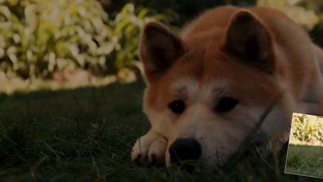 хатико самый верный друг