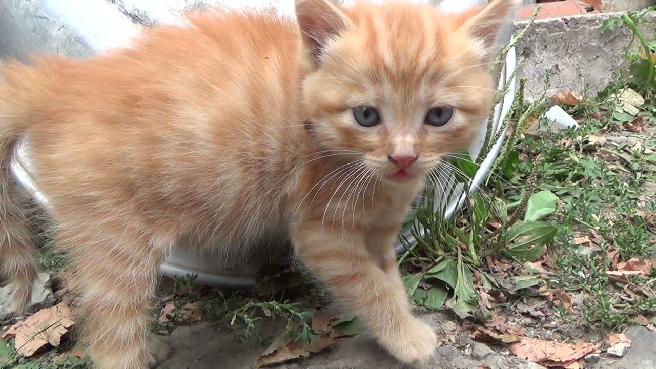 Сафоновка 08 2019