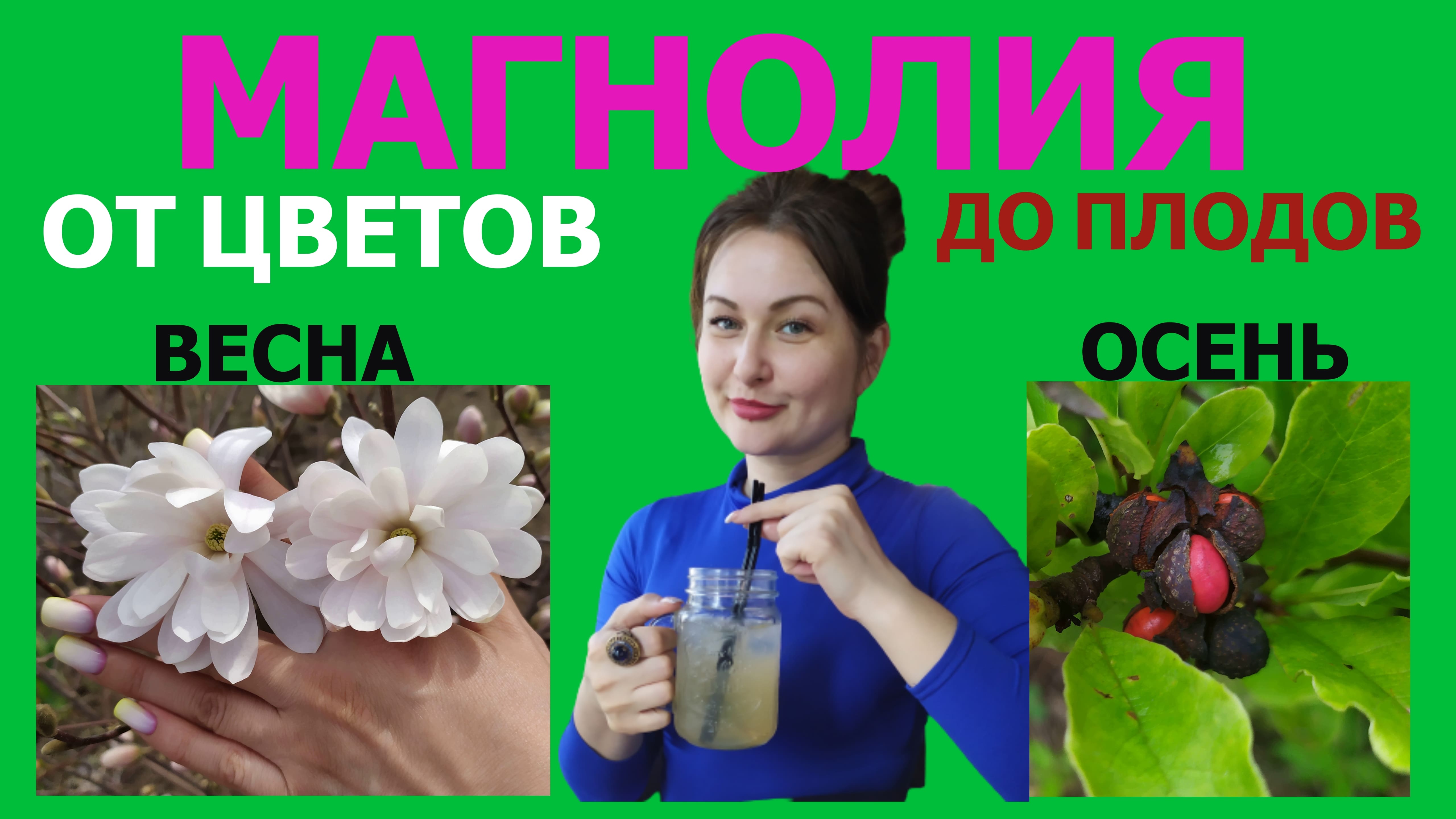 МАГНОЛИЯ от ЦВЕТОВ до ПЛОДОВ (С ВЕСНЫ до ОСЕНИ)